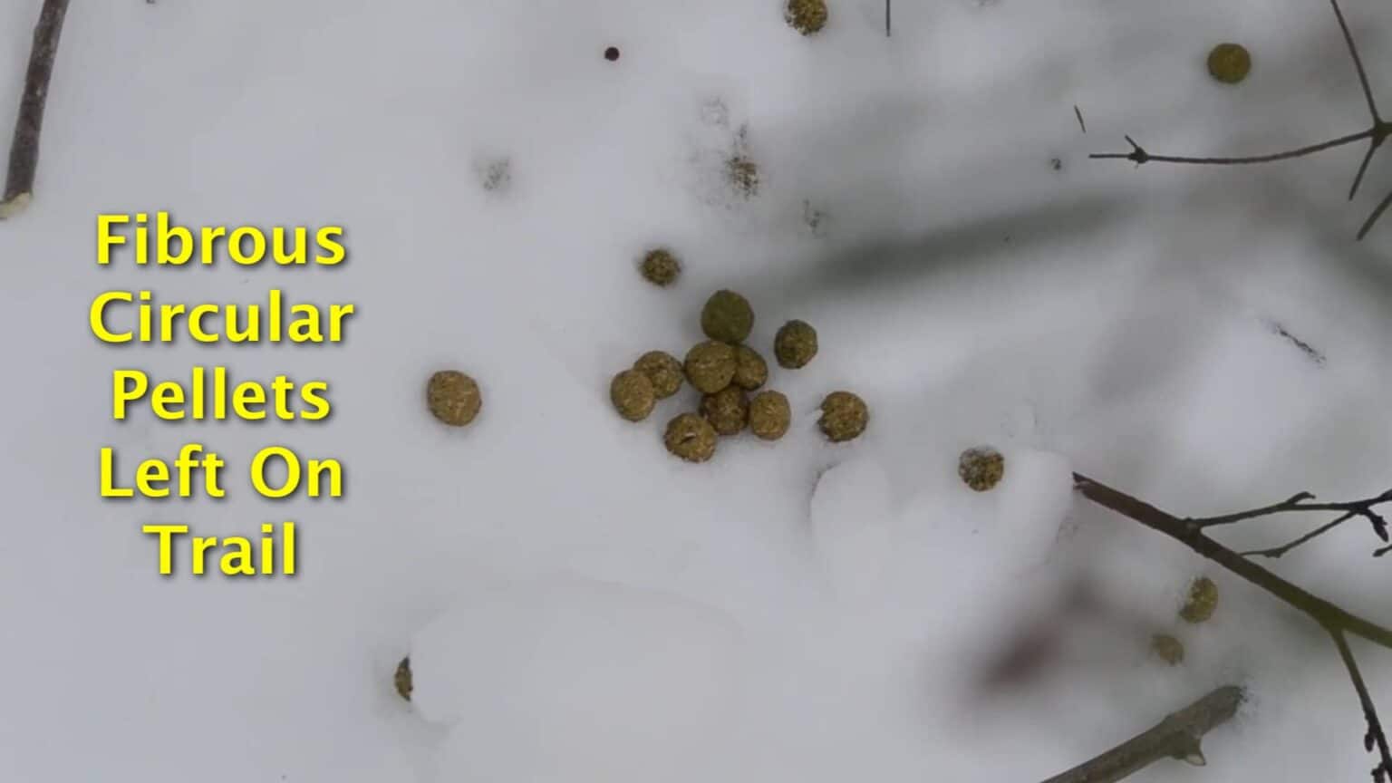 Identifying Squirrel Tracks In Snow: VS Rabbit & Mouse Tracks