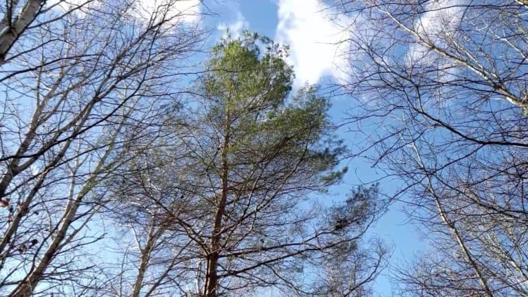 How To Identify White Pine And Red Pine Trees (Needles, Cones, Bark & More)