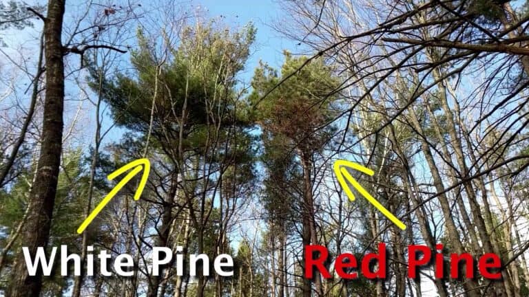 How To Identify White Pine And Red Pine Trees (Needles, Cones, Bark & More)