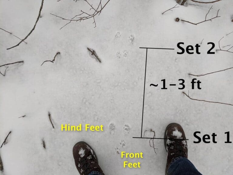 Identifying Squirrel Tracks In Snow: VS Rabbit & Mouse Tracks