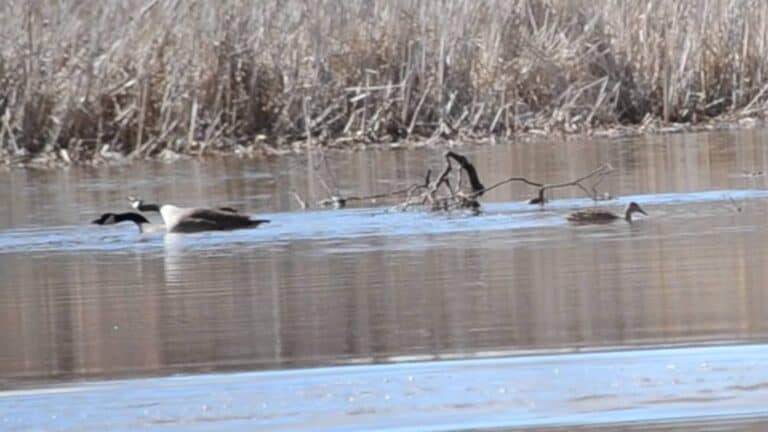 Canada Goose Calls (And What They Mean)