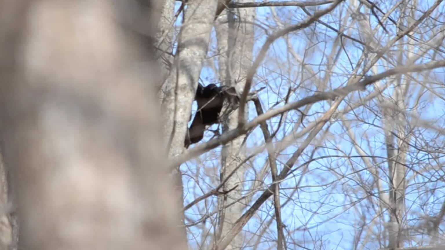 How To Find A Crow Nest: Tips & Tricks For Sneaky Crows