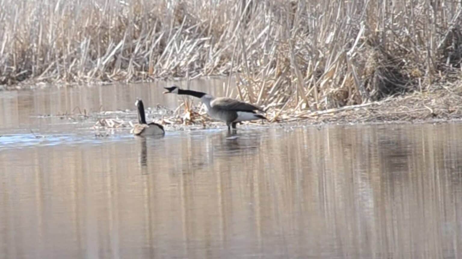 Canada Goose Calls (And What They Mean)