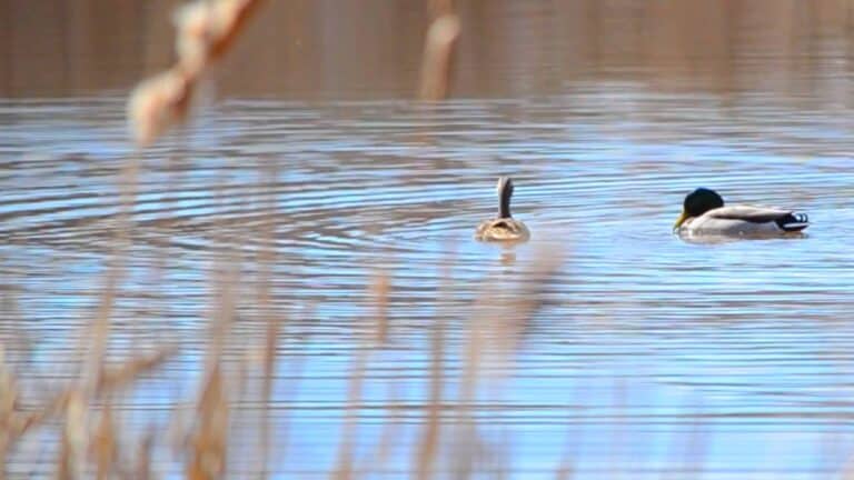 Mallard Duck Behavior Explained: Diet, Mating, Calls & More