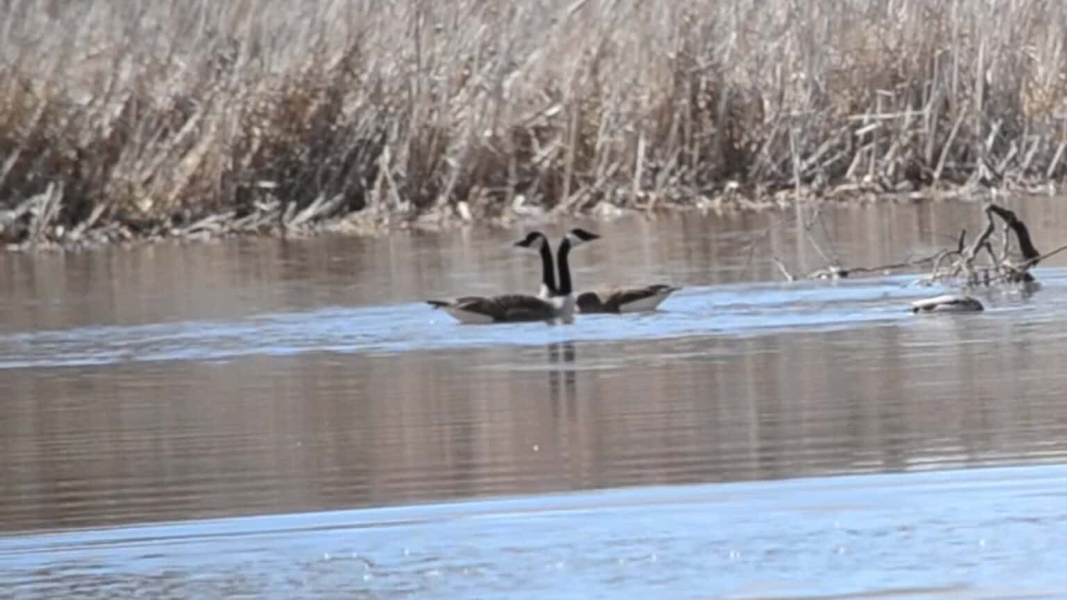 Canada Goose Calls (And What They Mean)