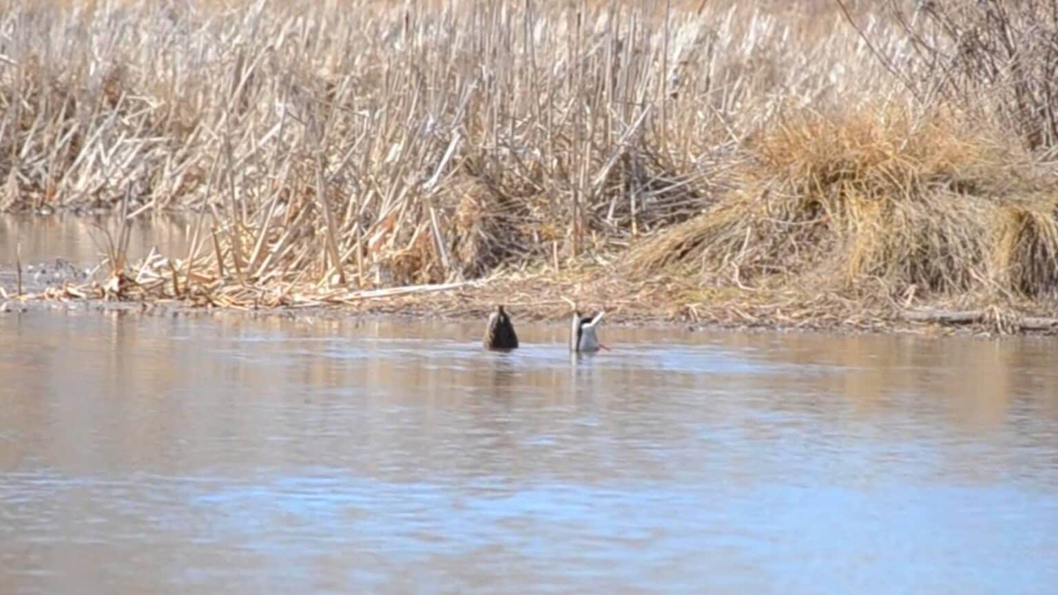 Mallard Duck Behavior Explained: Diet, Mating, Calls & More