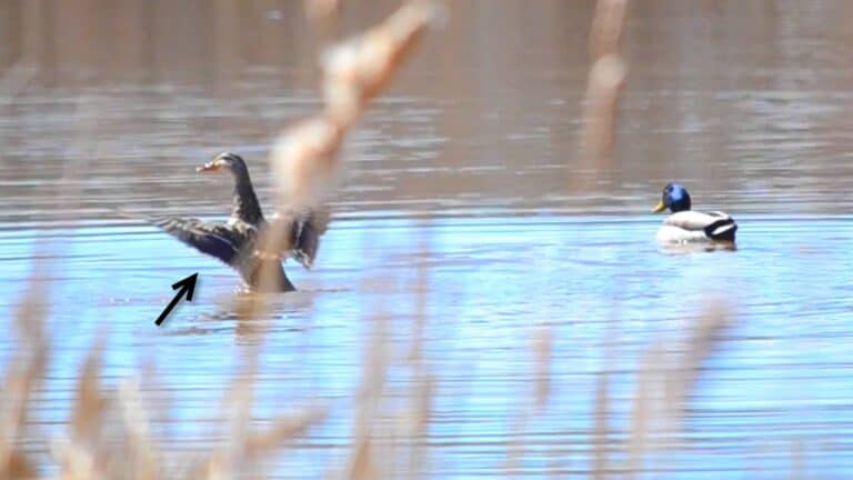 Mallard Duck Behavior Explained: Diet, Mating, Calls & More