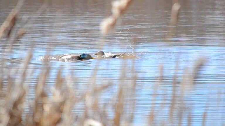 Mallard Duck Behavior Explained: Diet, Mating, Calls & More