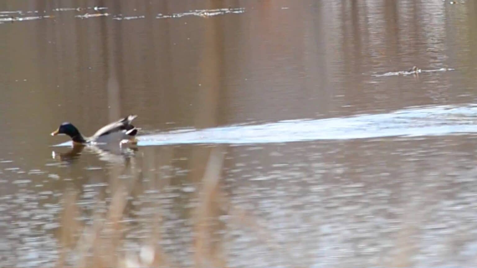 Mallard Duck Behavior Explained: Diet, Mating, Calls & More