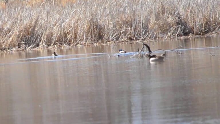 Mallard Duck Behavior Explained: Diet, Mating, Calls & More