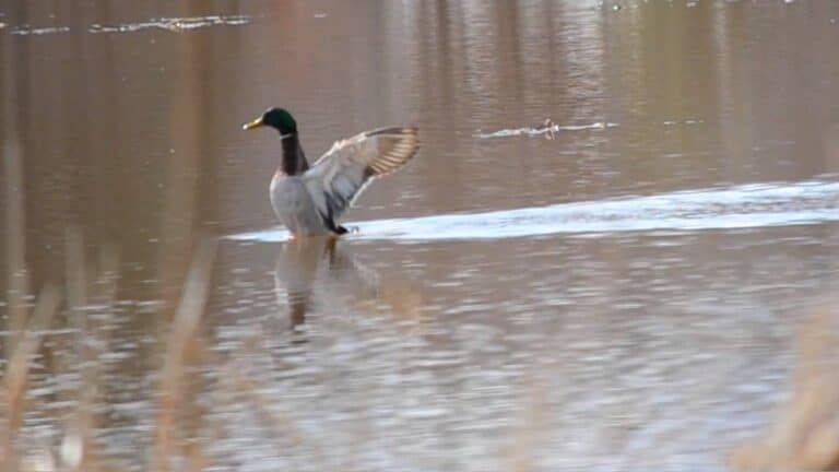 Mallard Duck Behavior Explained: Diet, Mating, Calls & More